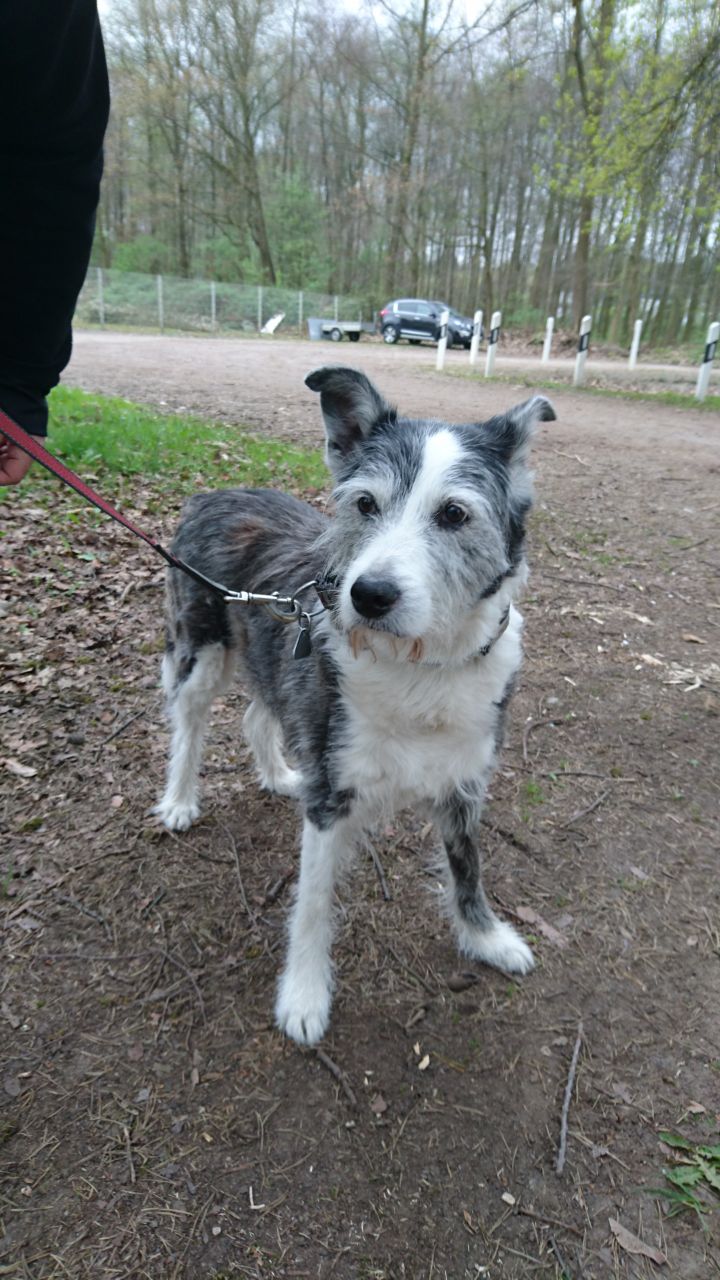 Bessy Juni 2017 | for-animals.de