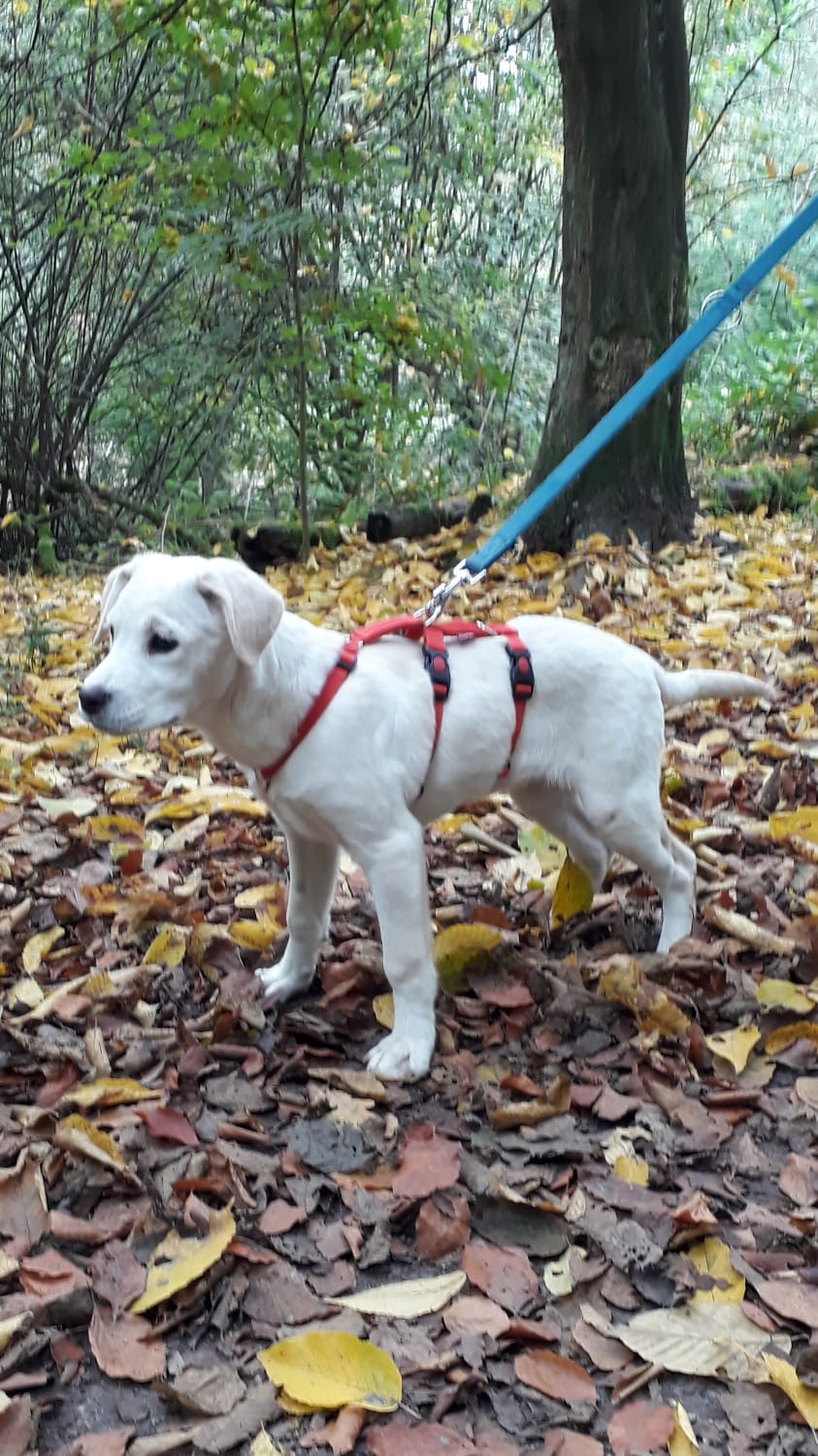Sikari Oktober 2020 | for-animals.de